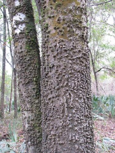 what tree has bumpy bark