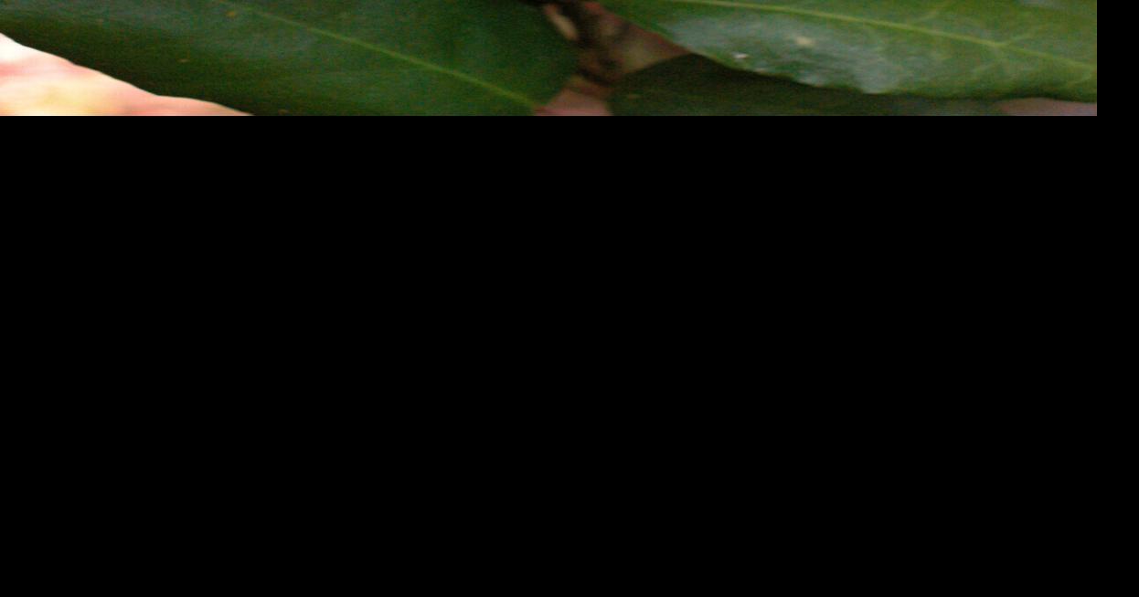 Ornamental shrub grows out of control, pushes out native plants ...