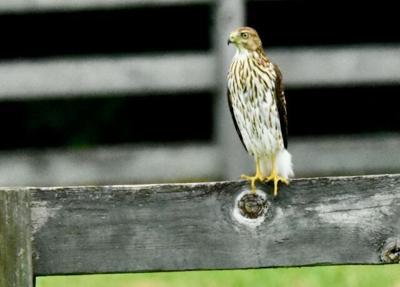 Happenings: Events, activities and community happenings | News ...