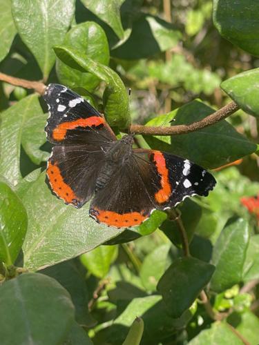 Nov. 27 Community News | Local News | reflector.com