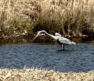 March 2 Community News | Feature Story | reflector.com