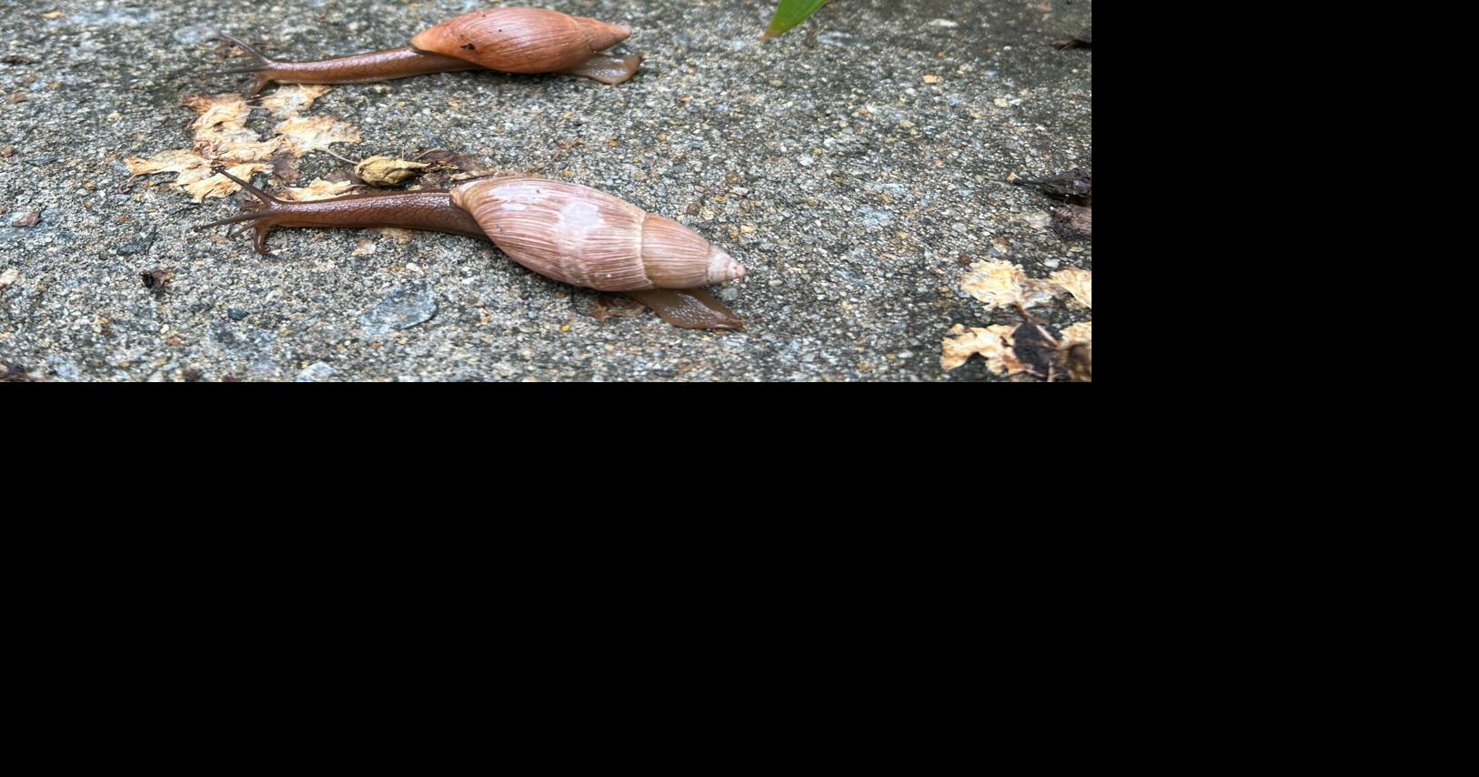 Aug. 3 Community News | Feature Story | reflector.com