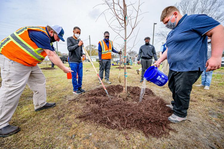 Major intersection coming to life with tree planting | Local News ...