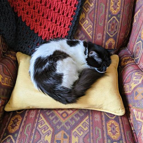 Carrie Classon: A very good cat settles into new home | Feature ...