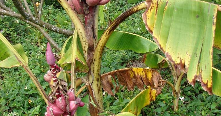 Matthew Stevens: Banana plants without bananas can thrive | Feature ...