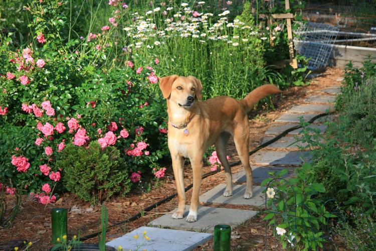PITT PETS: Photos of animal friends shared by your neighbors ...