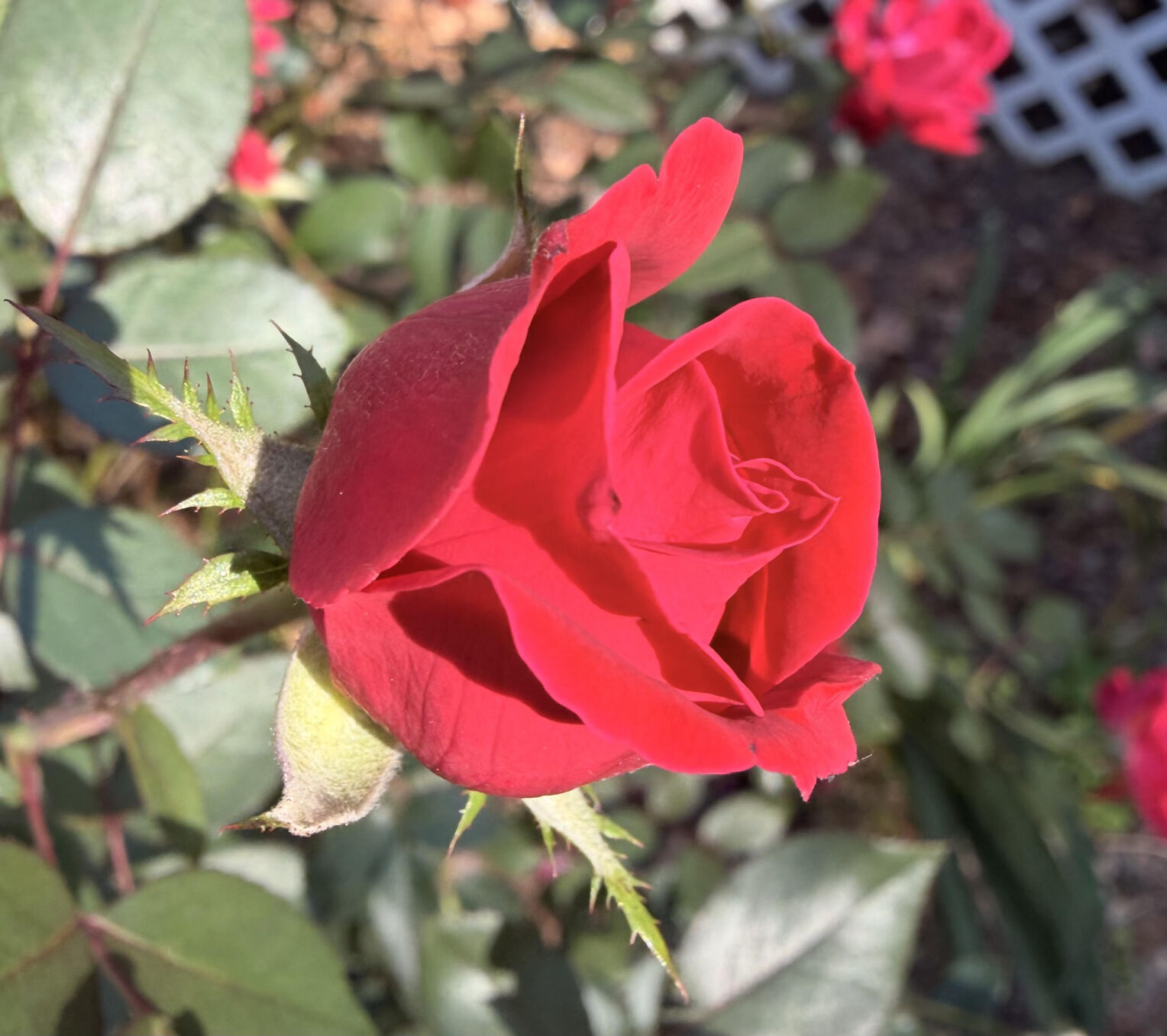 Nov. 4 Community News | Feature Story | reflector.com