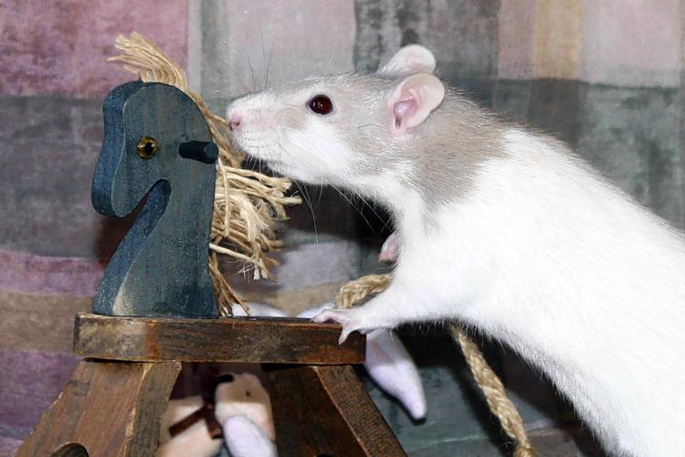 Maligned rat can make a great pet | News | reflector.com