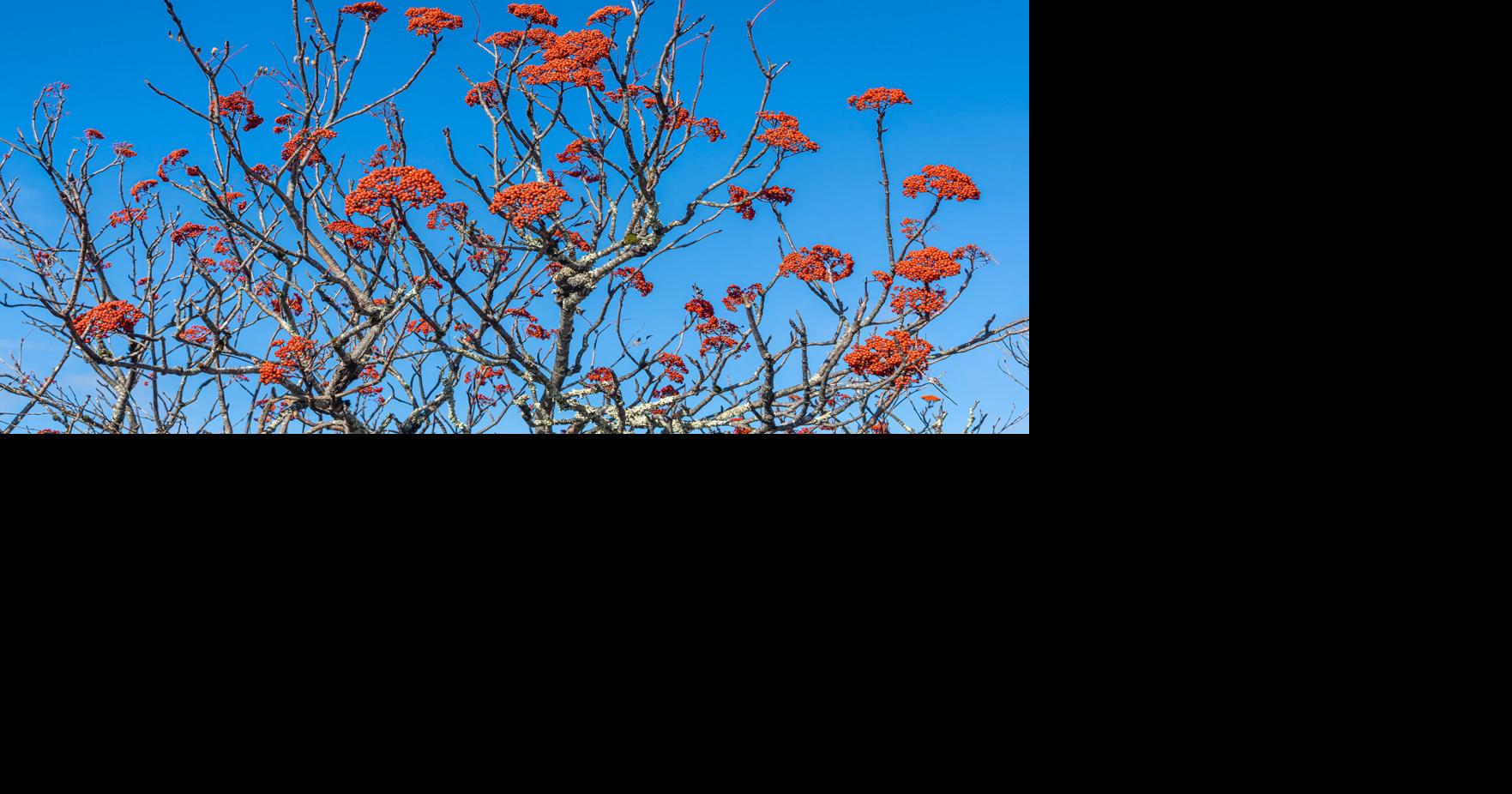 Mystery Plant: Native tree puts on a show as weather gets cooler ...