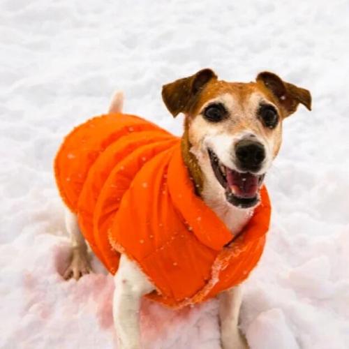 Carrie Classon: Dogs fight cold in the cutest fashion | Feature ...