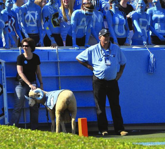 Greenville woman wrangles UNC ram | Local News | reflector.com