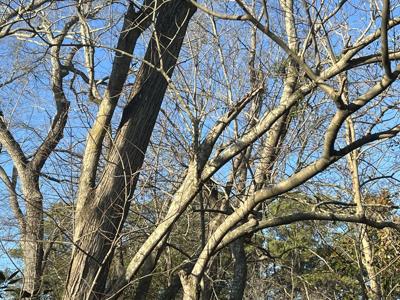 Jan. 20 Community News | Local News | reflector.com