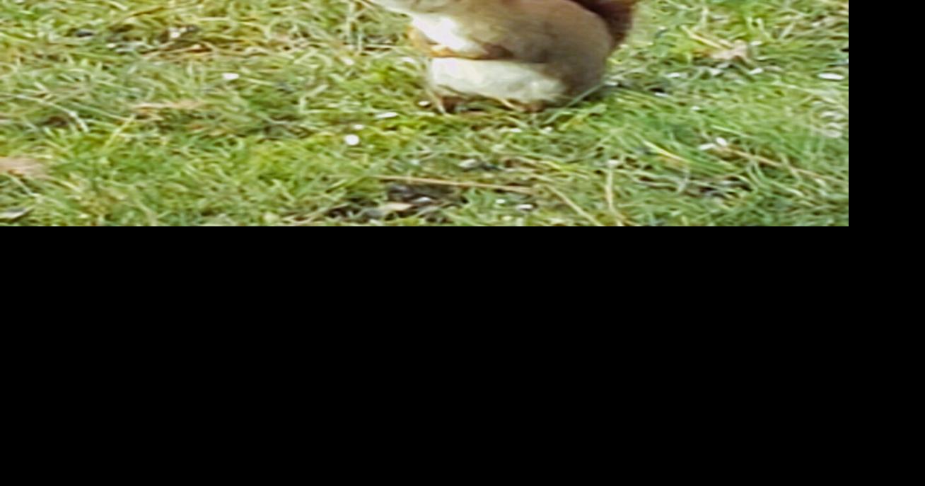 Carrie Classon: Stubby the squirrel may be gone for good | Feature ...