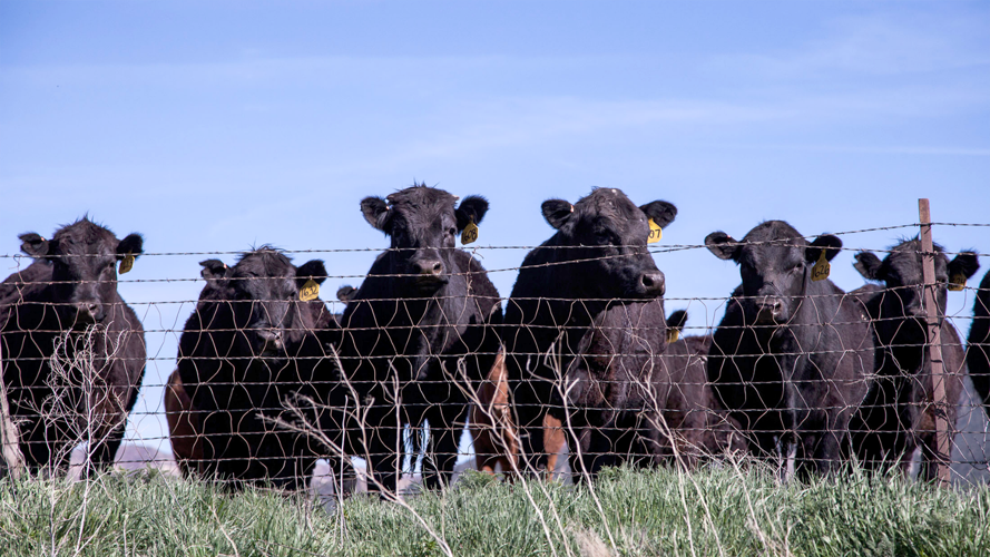 Northeast NC Niche Ag Conference planned | Features | reflector.com