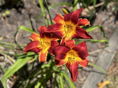 June 21 Community News | Feature Story | reflector.com