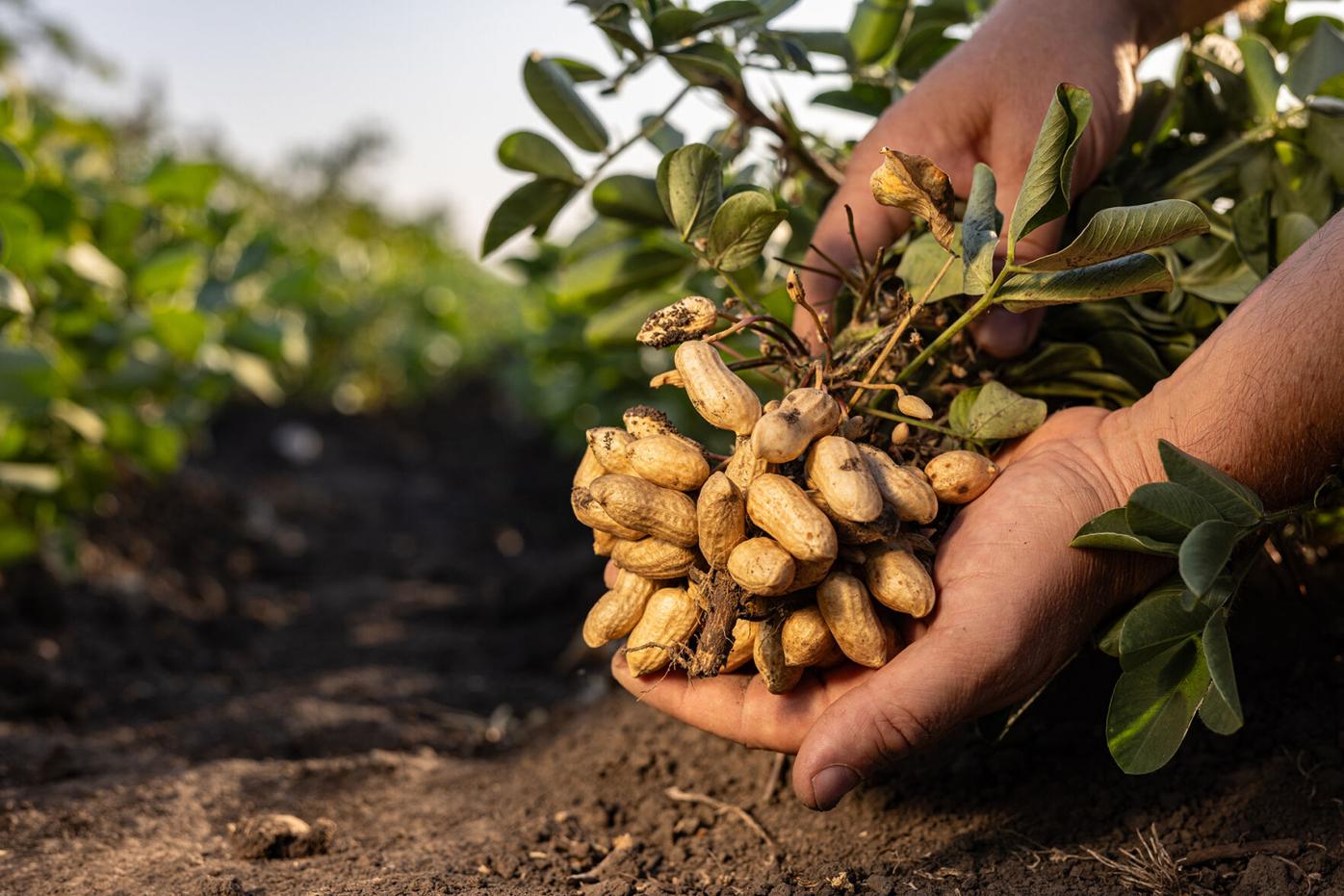 harvesting peanuts