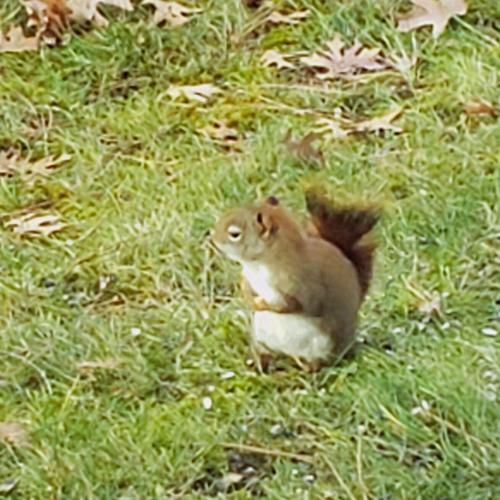 Carrie Classon: Visiting squirrel checks up on Stubby | Feature ...
