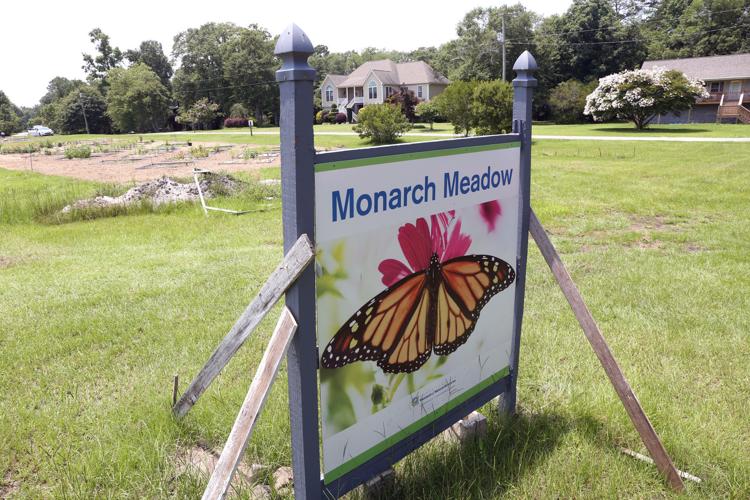 Monarch Meadow: Butterfly conservation effort spreads its wings | Local ...