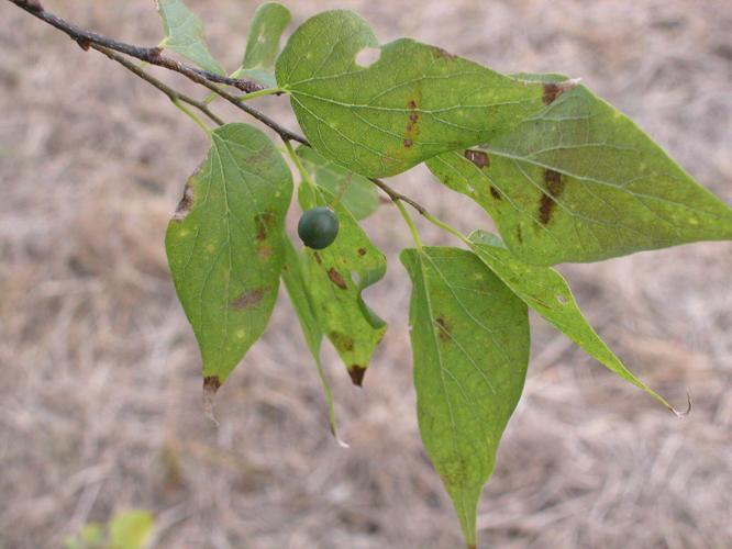 Mystery Plant: Tree's most distinctive feature is rough, knobby bark ...