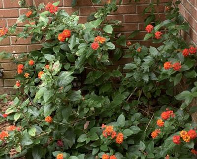 Nov. 15 Community | Local News | reflector.com