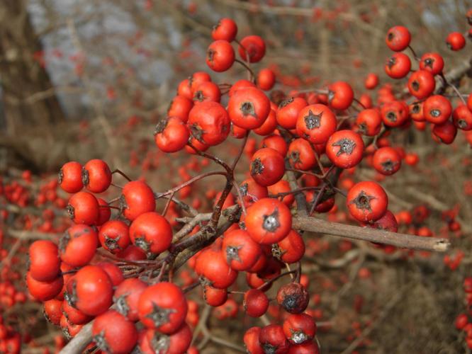 Mystery Plant: Wetland shrub produces brilliant pomes, visible through ...