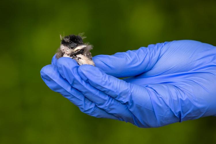 PCC Notes: Biology students assist with Carolina Chickadee study ...