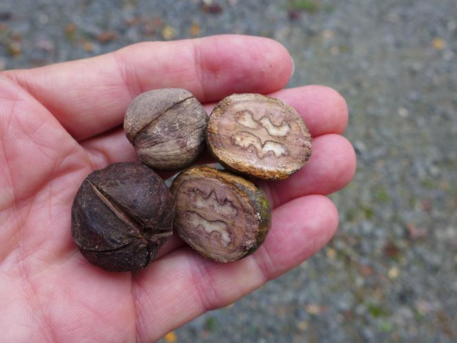 Native tree yields highly prized nuts, wood | Feature Columnist ...