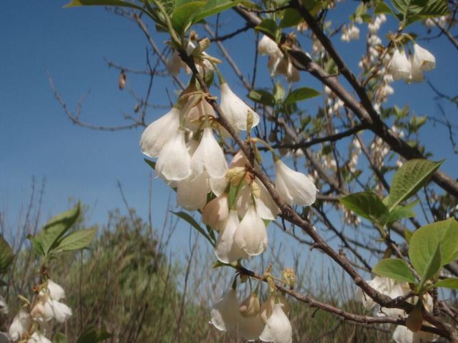 Matthew Stevens: Native tree's ornamental value underappreciated ...