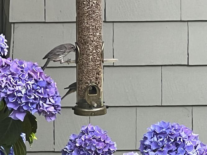 What's a garden without birds? Create habitat so they thrive | Feature ...