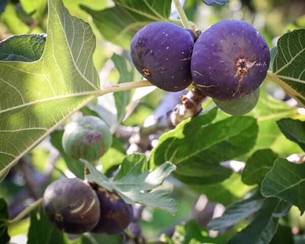 Susan Monshaw: The surprising interior of the humble fig | Feature ...