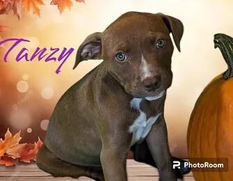 Animals for adoption | Feature Story | reflector.com