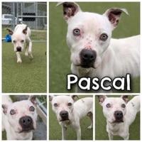 Animals for adoption | Feature Story | reflector.com