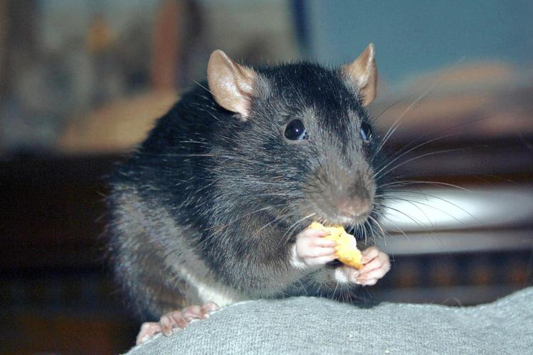Maligned rat can make a great pet | News | reflector.com