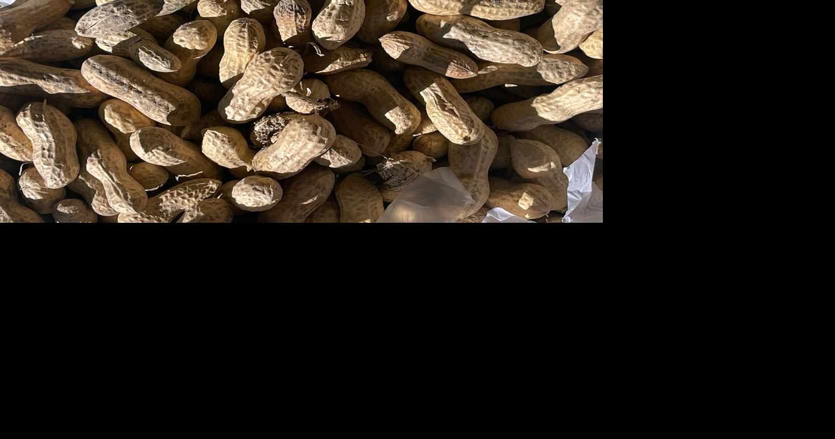 Growers can have successful peanut production | Features | reflector.com