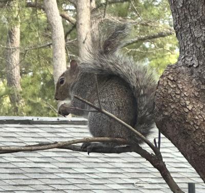 March 8 Community News | Feature Story | reflector.com