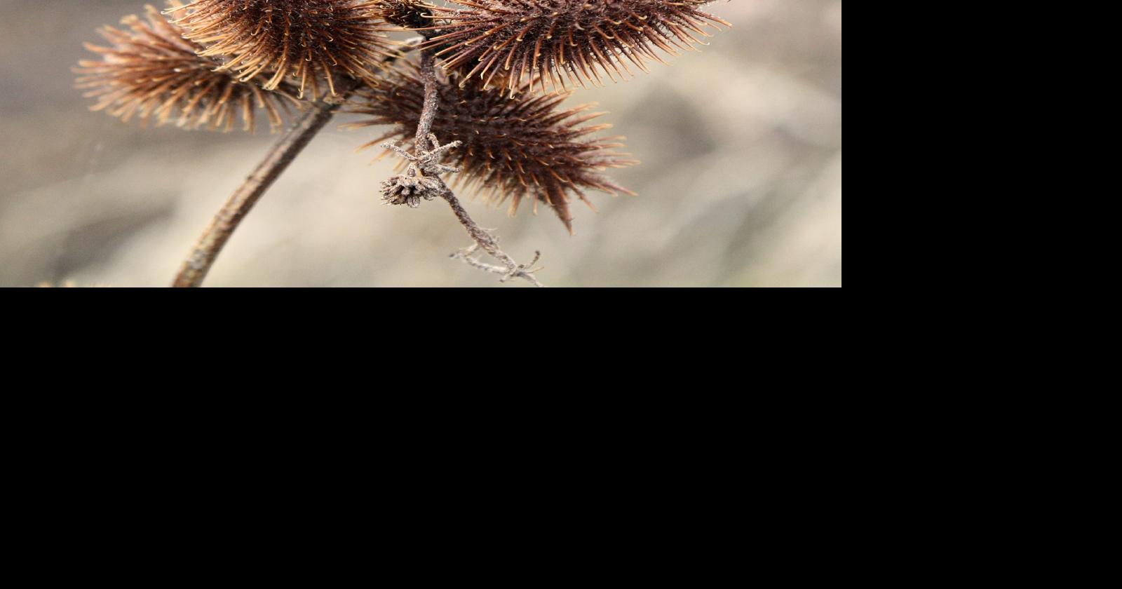 Mystery Plant: Spiny burs help this plant to get its seeds into new ...
