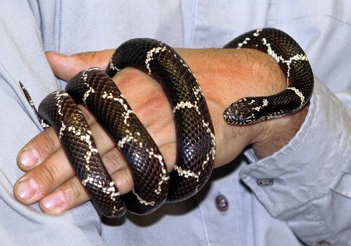 Snakes slithering into spotlight | Local News | reflector.com