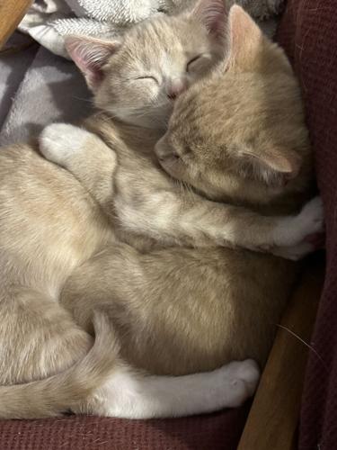 Cats' best friend: Pit bull adopts tiny kittens | Local News | reflector.com