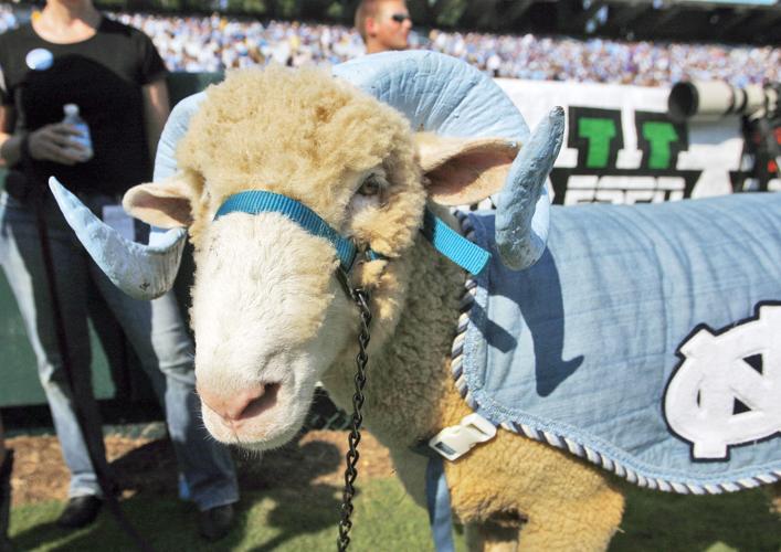 Greenville woman wrangles UNC ram | Local News | reflector.com