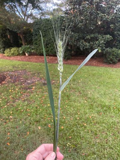 Oct. 14 Community News | Local News | reflector.com