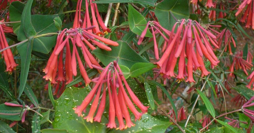 Matthew Stevens: Honeysuckle combines fragrance and color in delightful ...