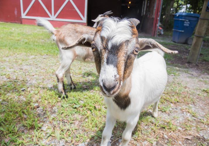 Ranch provides recreation and relaxation | Local News | reflector.com