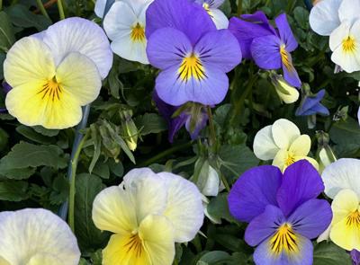 Jan. 10 Community News | Feature Story | reflector.com