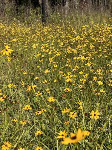 Mystery Plant: Member of the sunflower family puts on a golden show ...