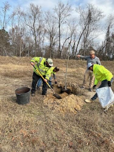ReLeaf adds long-lived oaks to Cypress Glen campus | Local News ...