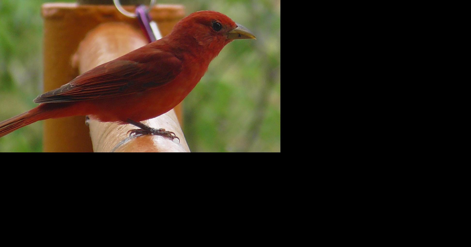 June 16 Community News | Local News | reflector.com