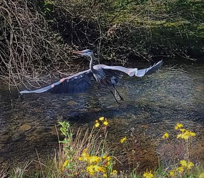 March 31 Community News | Local News | reflector.com