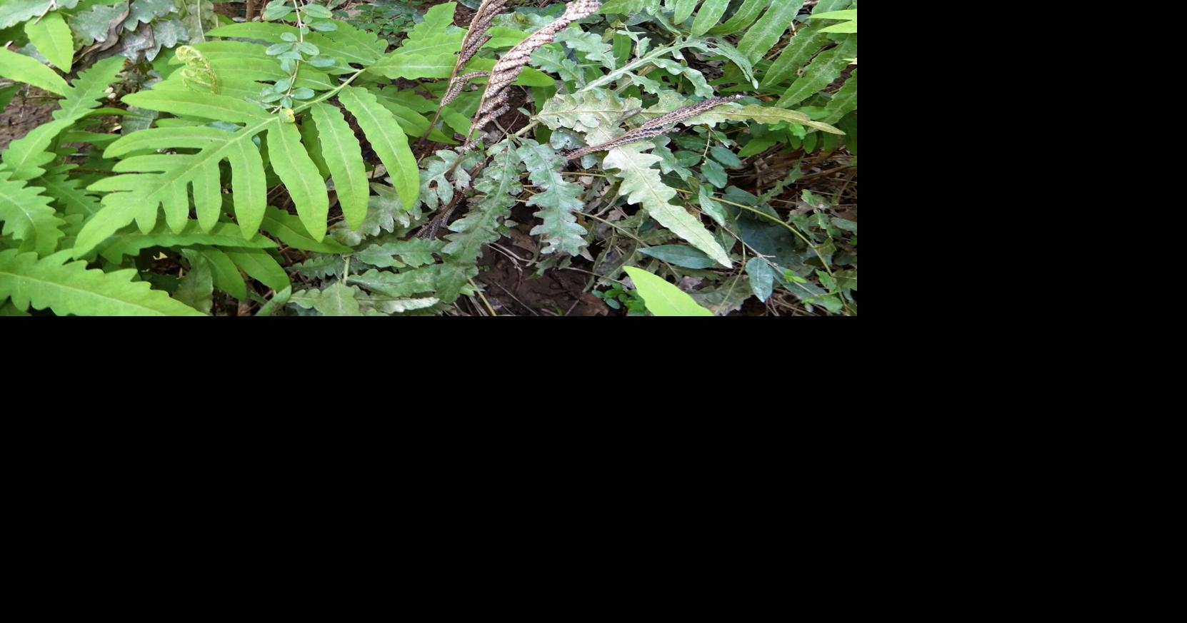 Mystery Plant: Deeply rooted fern grows in bottomlands and ditches ...