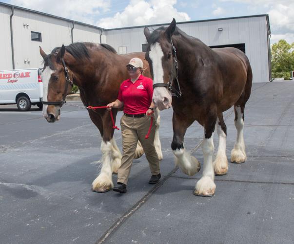 Budweiser Clydesdales Will Help Kick Off Pirate Football Season Local News