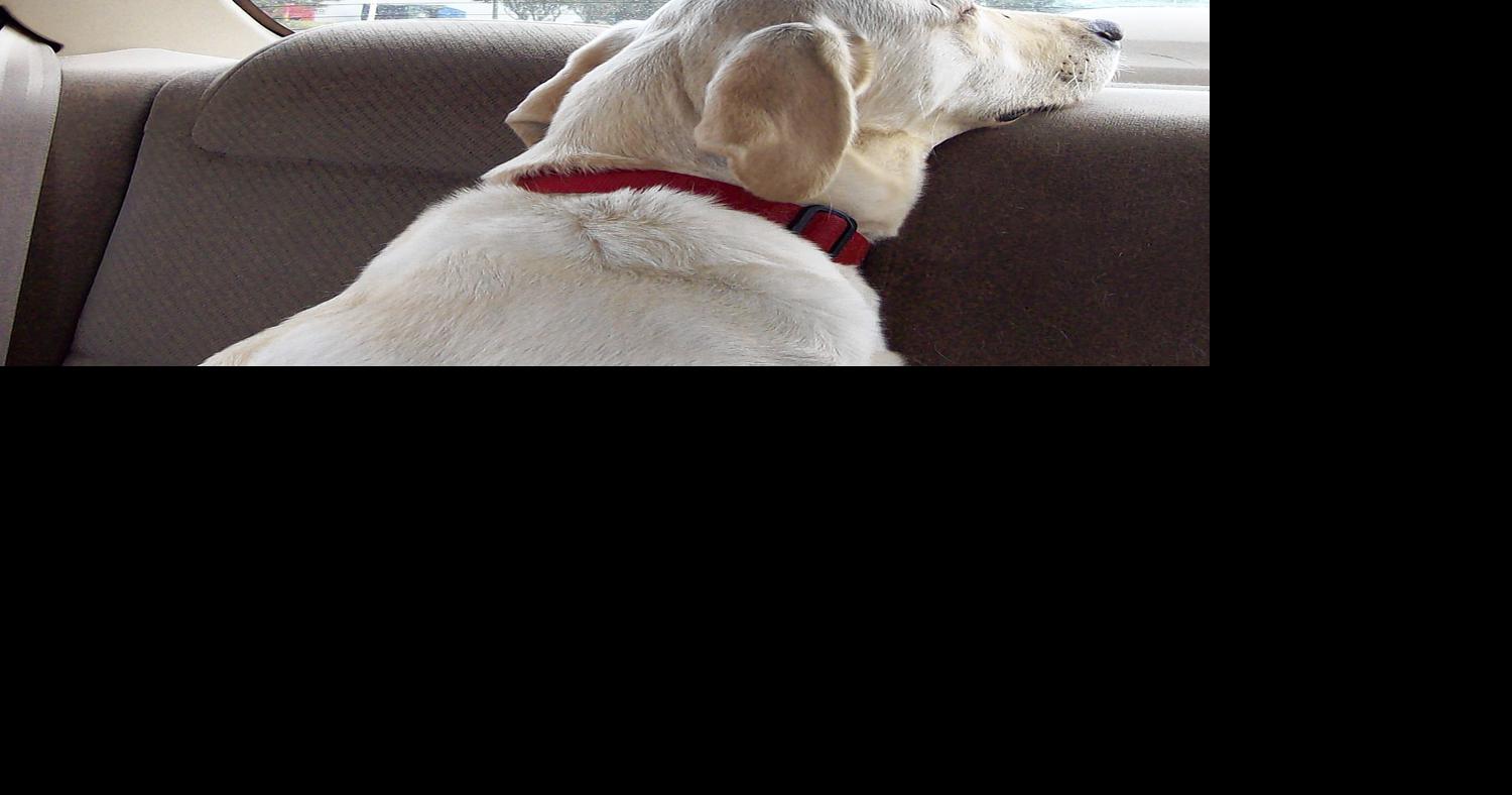 Storm: Hot cars deathtrap for dogs | News | reflector.com